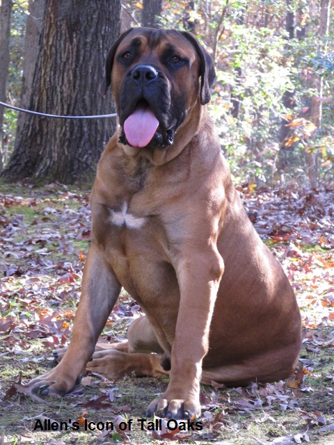 Allen's Virginia Boerboels and Miniature Boerboels - Previous Pups