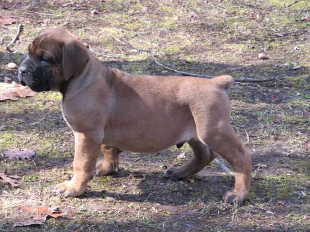 Allen's Virginia Boerboels and Miniature Boerboels - Previous Pups