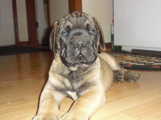 Allen's Virginia Boerboels and Miniature Boerboels - Previous Pups