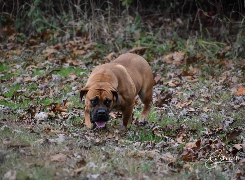 Allen's Virginia Boerboels and Miniature Boerboels - Blondie