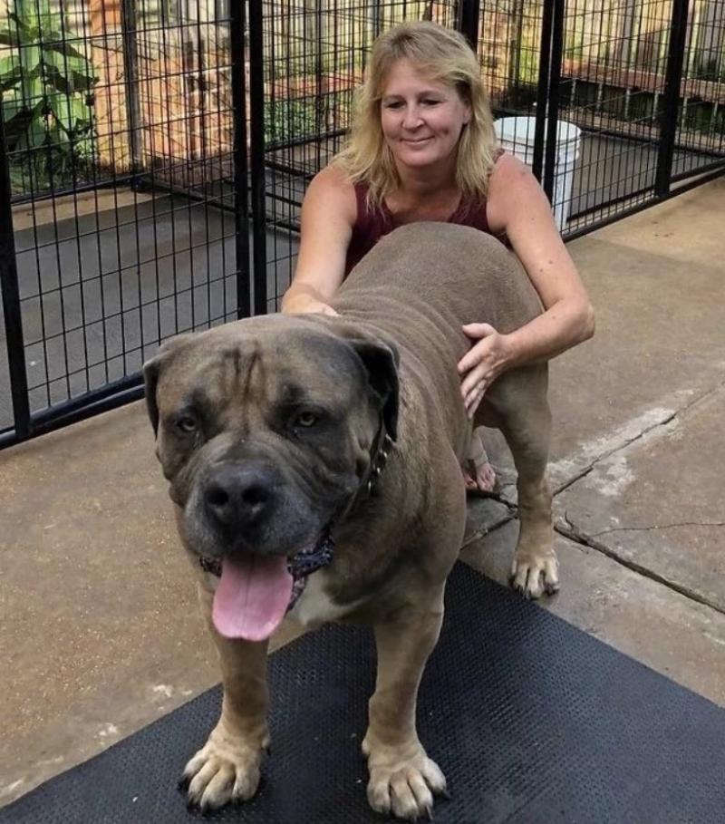 Allen's Virginia Boerboels and Miniature Boerboels - Miles