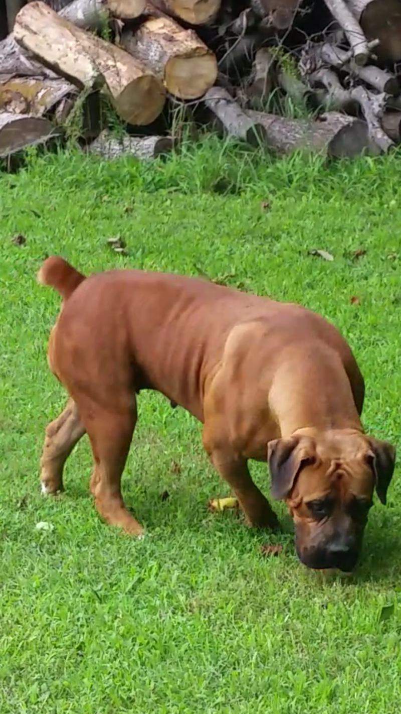 Allen's Virginia Boerboels and Miniature Boerboels - Allen's Virginia ...