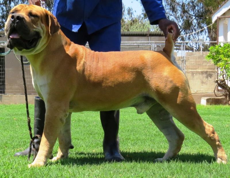Allen's Virginia Boerboels and Miniature Boerboels - Tsidkenu Adoons 92.4%