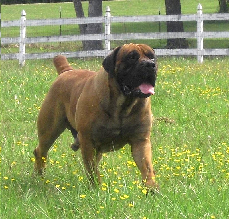 Allen's Virginia Boerboels and Miniature Boerboels - Allen's Virginia ...
